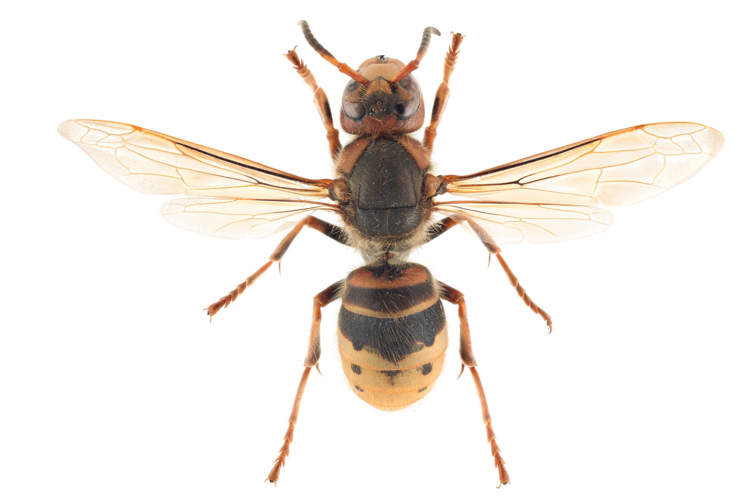 Det summer på radioen: Stefan forteller om insekter - Biofokus